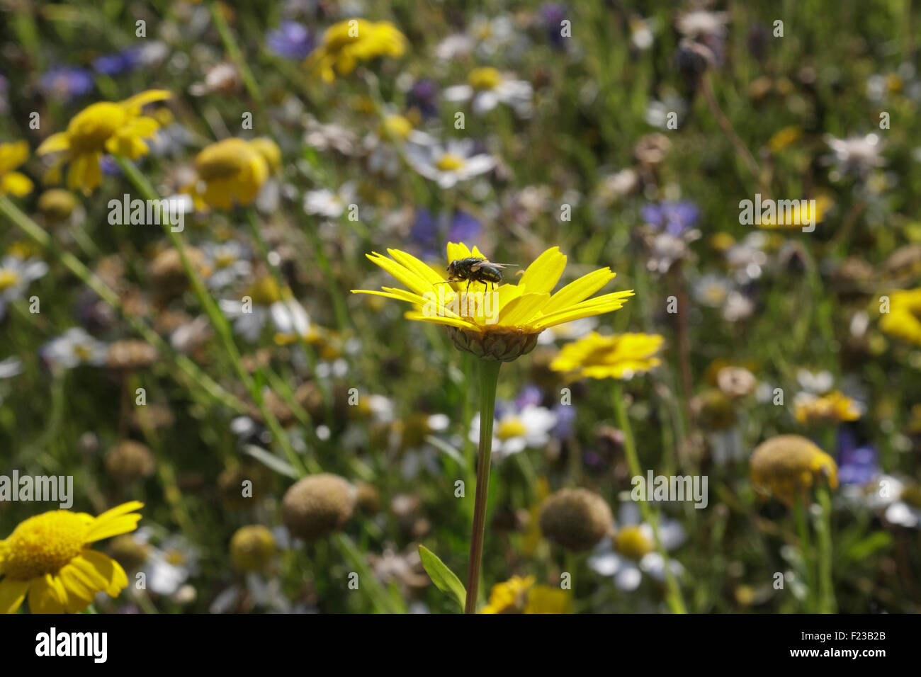 Wildflower Meadow in Bloom, Corn Marigolds - Glebionis Segetum Stock ...