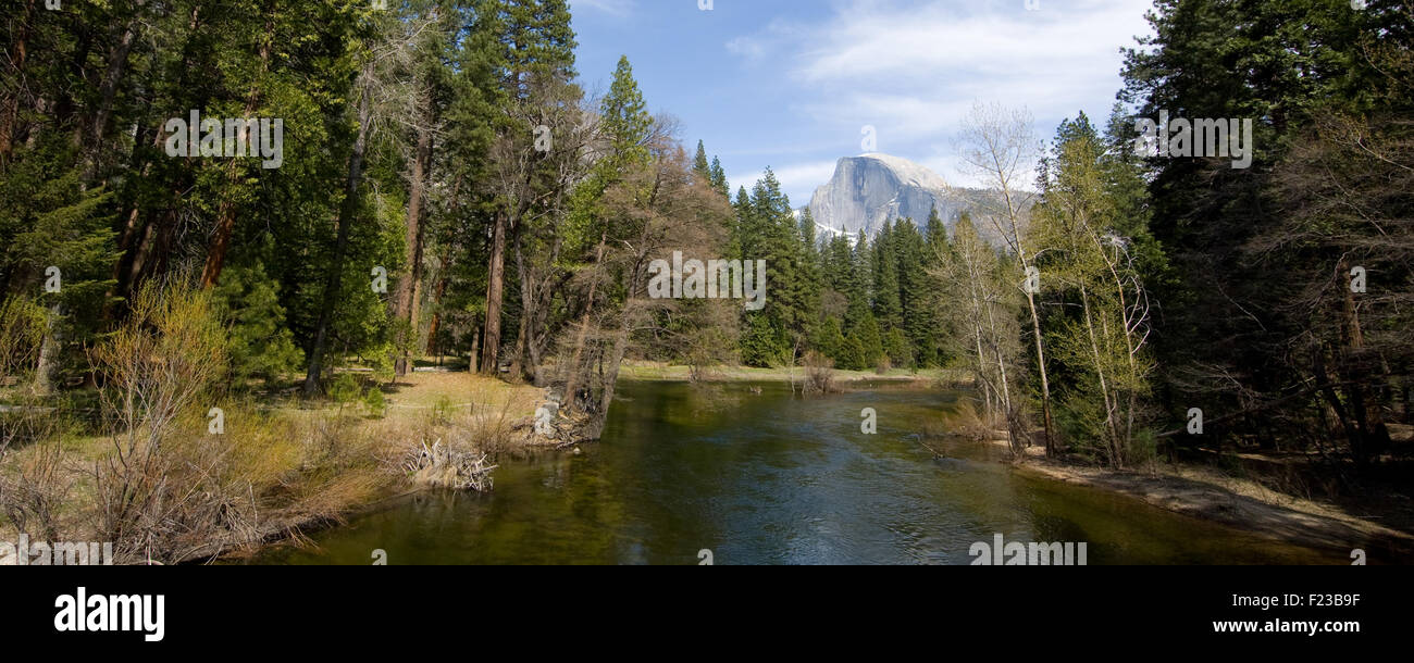 Trees in a forest with mountain in the background, Half Dome, Yosemite ...