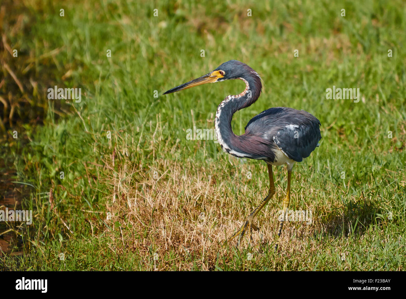 Tri color bird hi-res stock photography and images - Alamy