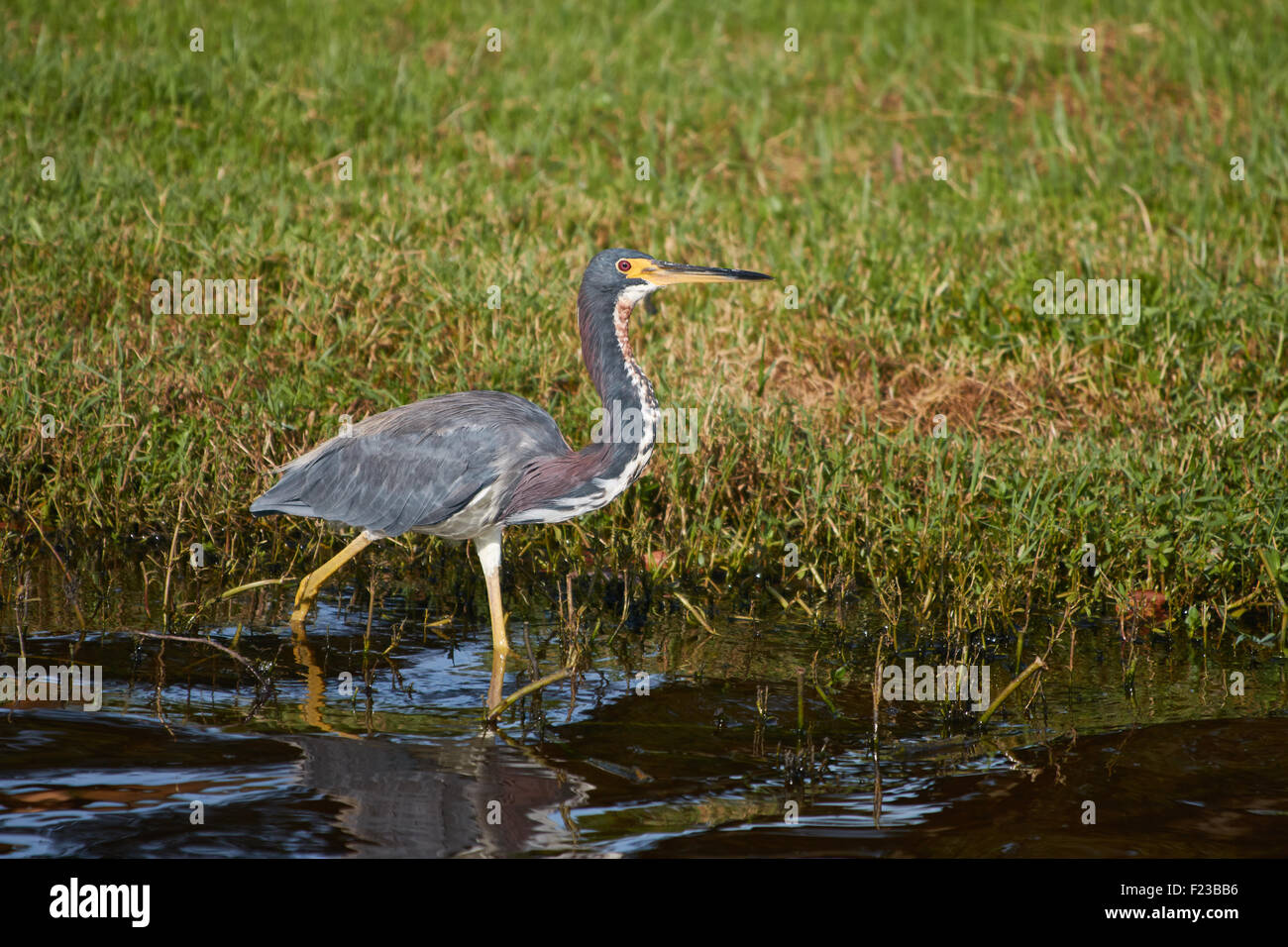 Tri color bird hi-res stock photography and images - Alamy