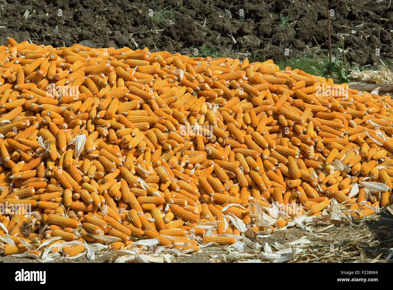 INDIA,KARNATKA,PATTADAKAL MAIZE CORN Stock Photo - Alamy