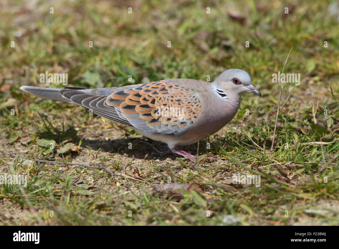 Turtle doves england hi-res stock photography and images - Alamy