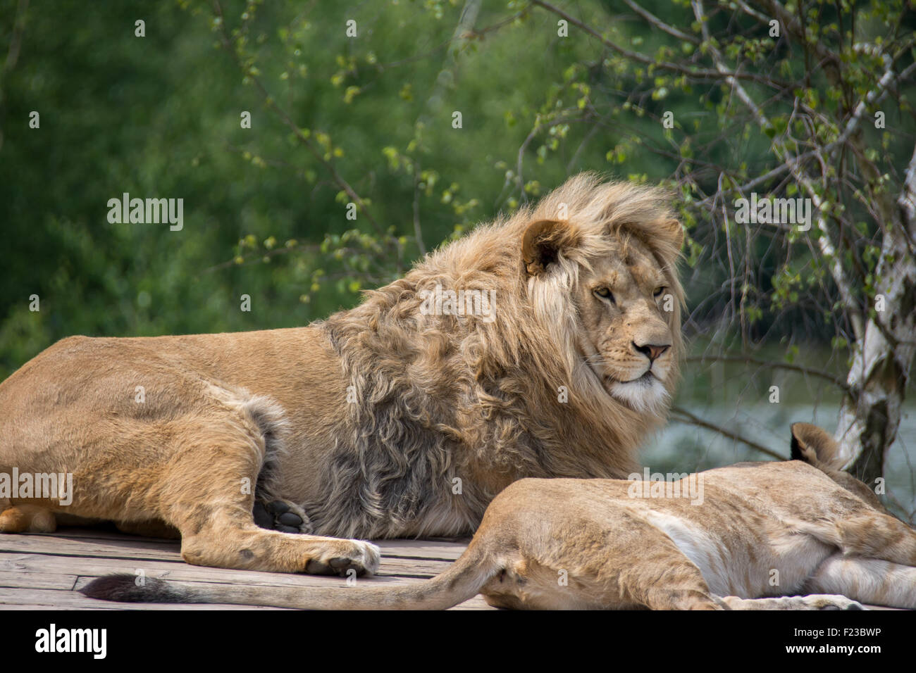 Lion laying down hi-res stock photography and images - Alamy