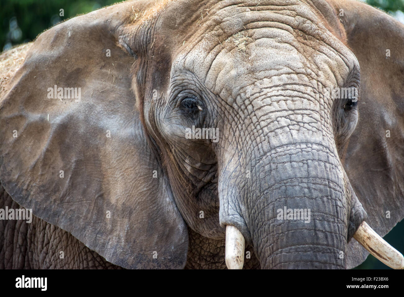 Elephant head hi-res stock photography and images - Alamy