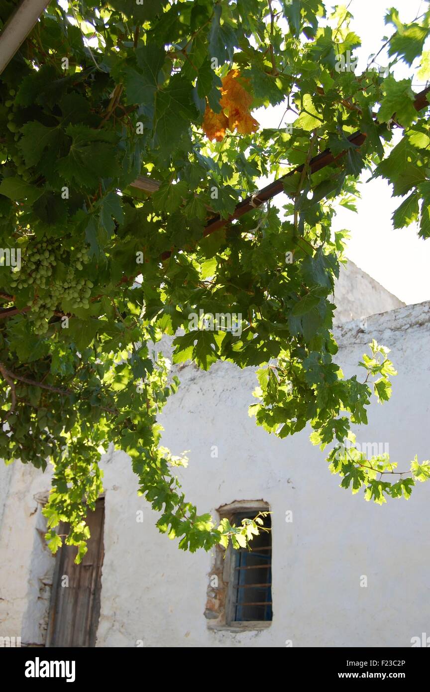 Canopy of vine leaves over a house in Langada Amorgos Greece Stock ...