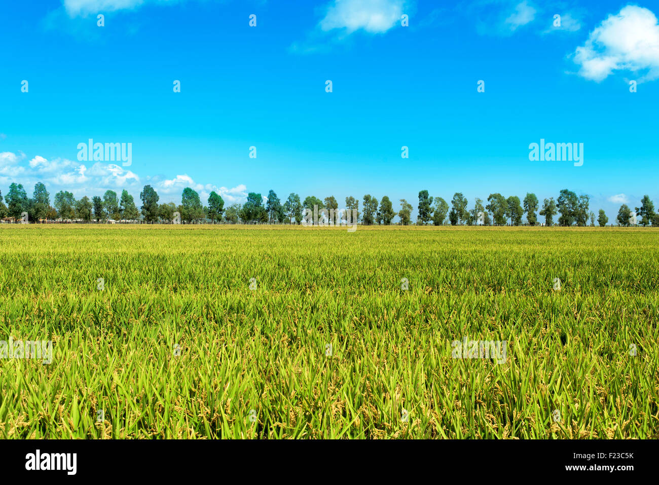 Ripe Paddy Field High Resolution Stock Photography and Images - Alamy