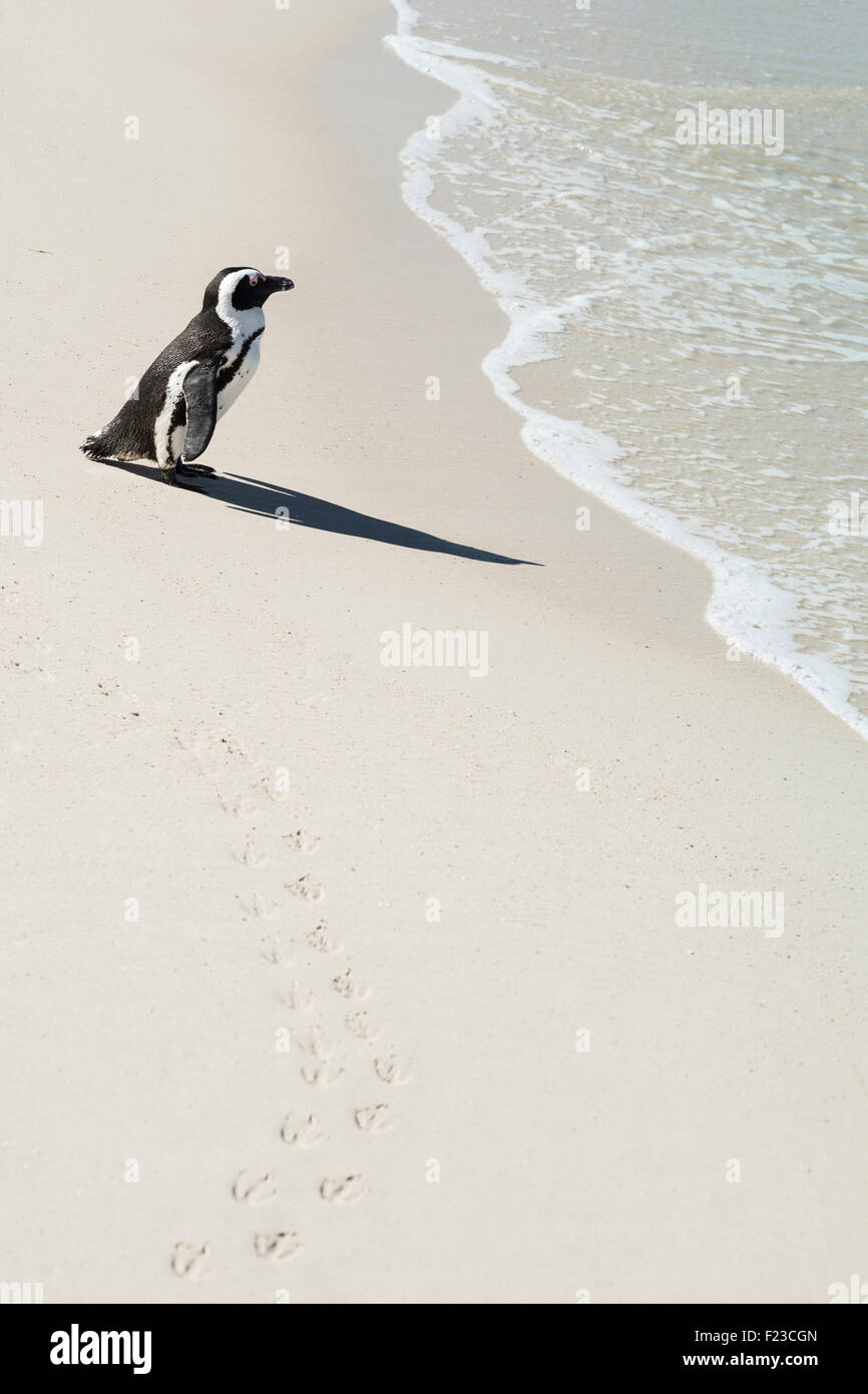 Penguin tracks hi-res stock photography and images - Alamy