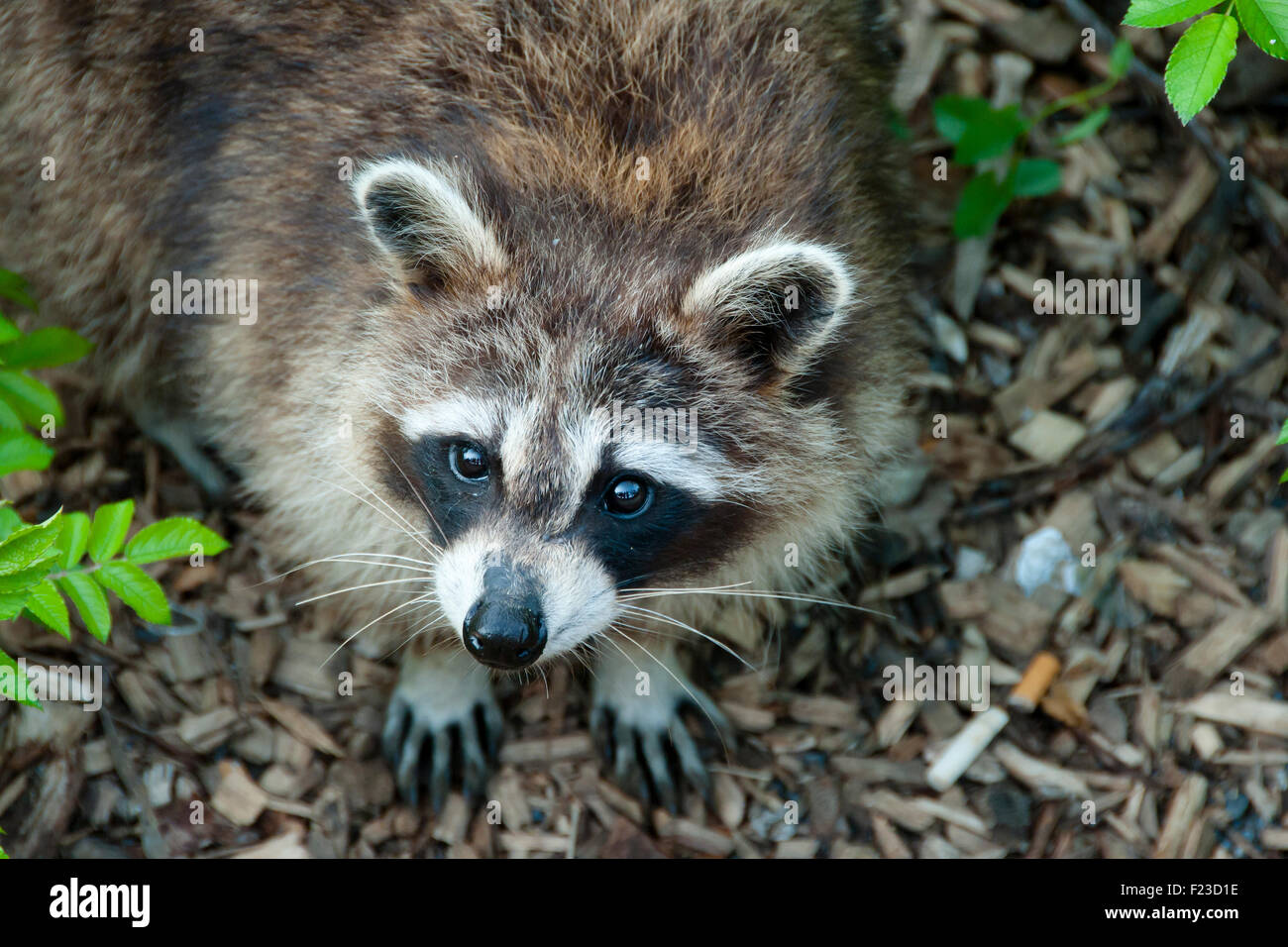 Sitting Raccoon - Montreal - Canada Stock Photo - Alamy