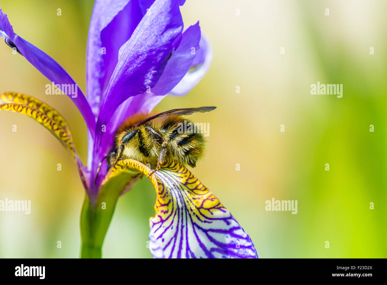 Bumblebee on flower Stock Photo - Alamy