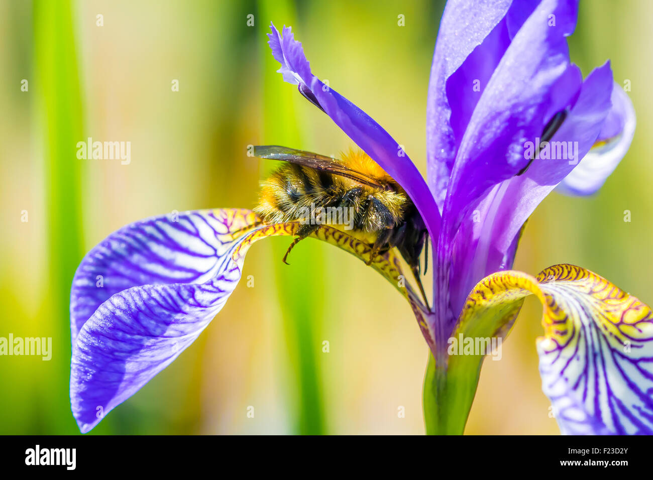 Bumblebee on flower Stock Photo - Alamy