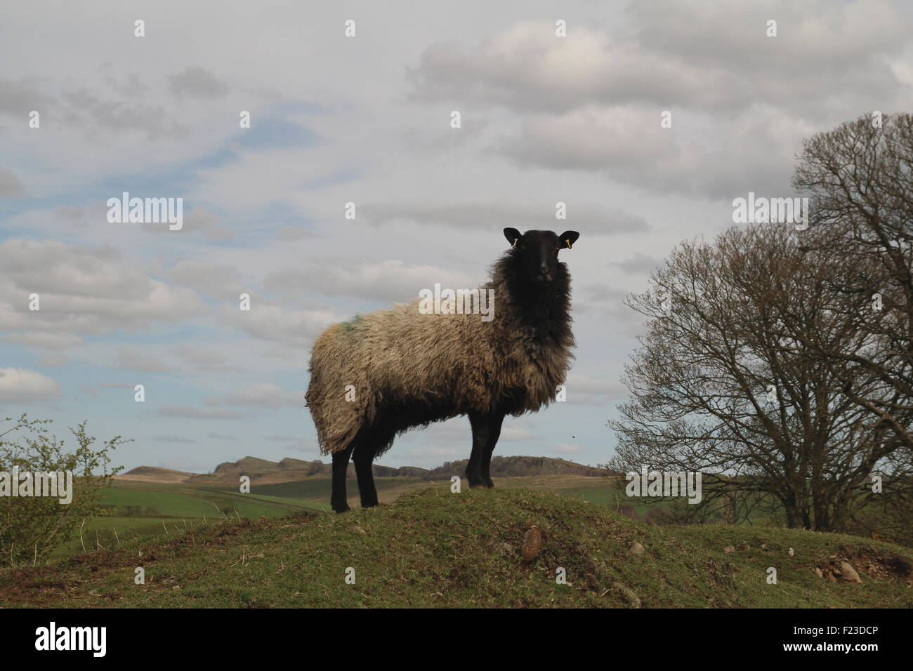 A 'Mule' ewe (Swaledale/Blue Faced Leicester cross Stock Photo - Alamy