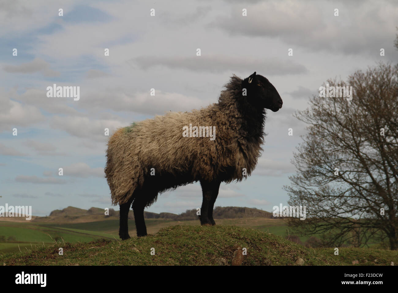 Swaledale mule hi-res stock photography and images - Alamy