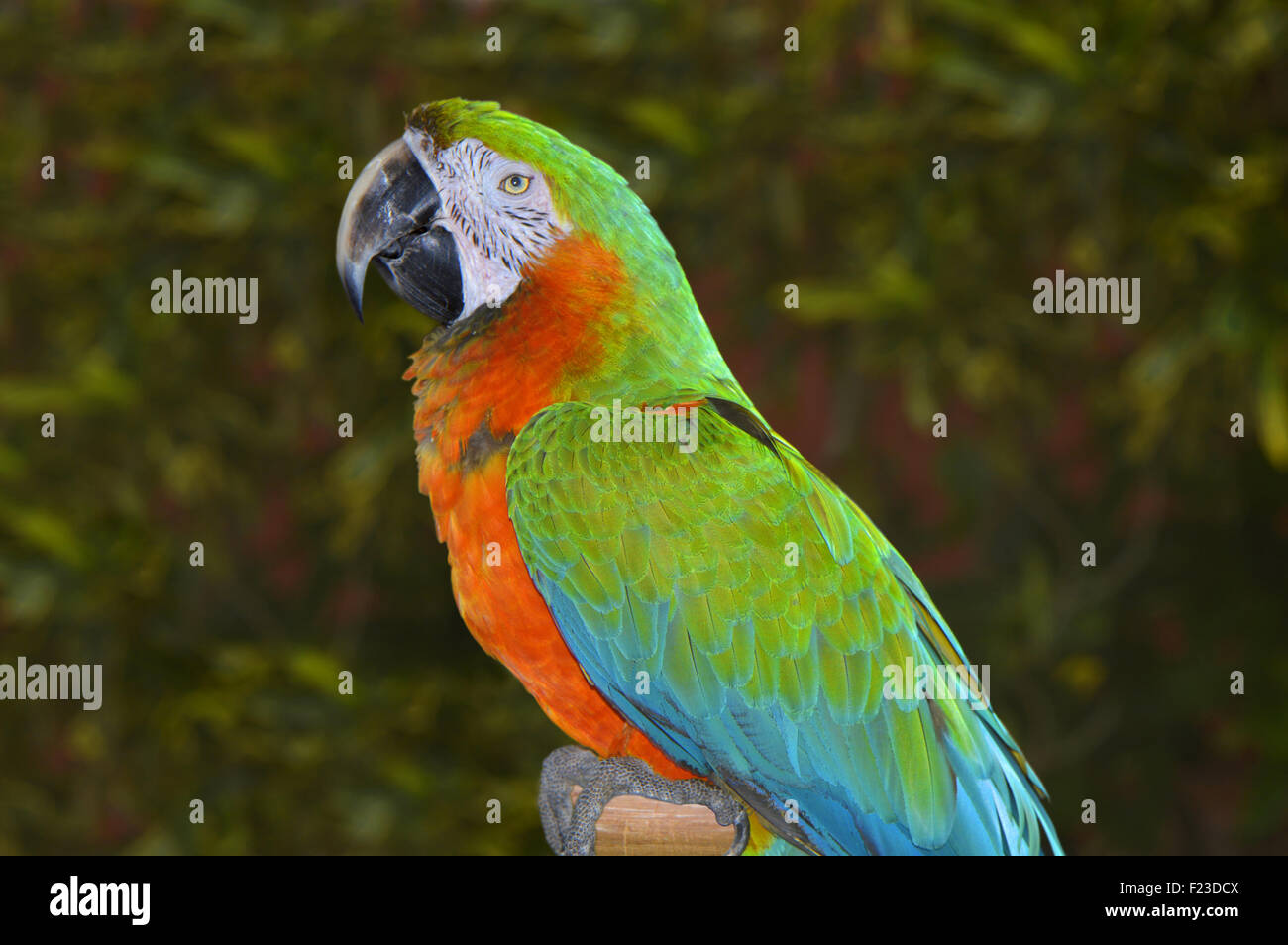 Green and orange macaw in Florida Stock Photo - Alamy