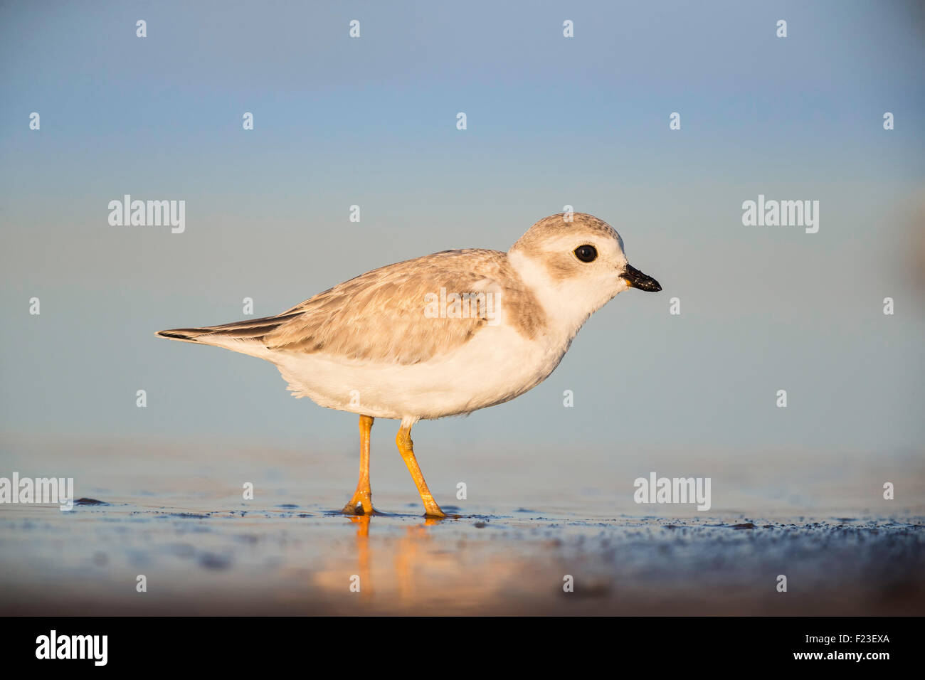 Endangered shorebird, juvenile Piping Plover, standing in a shallow ...