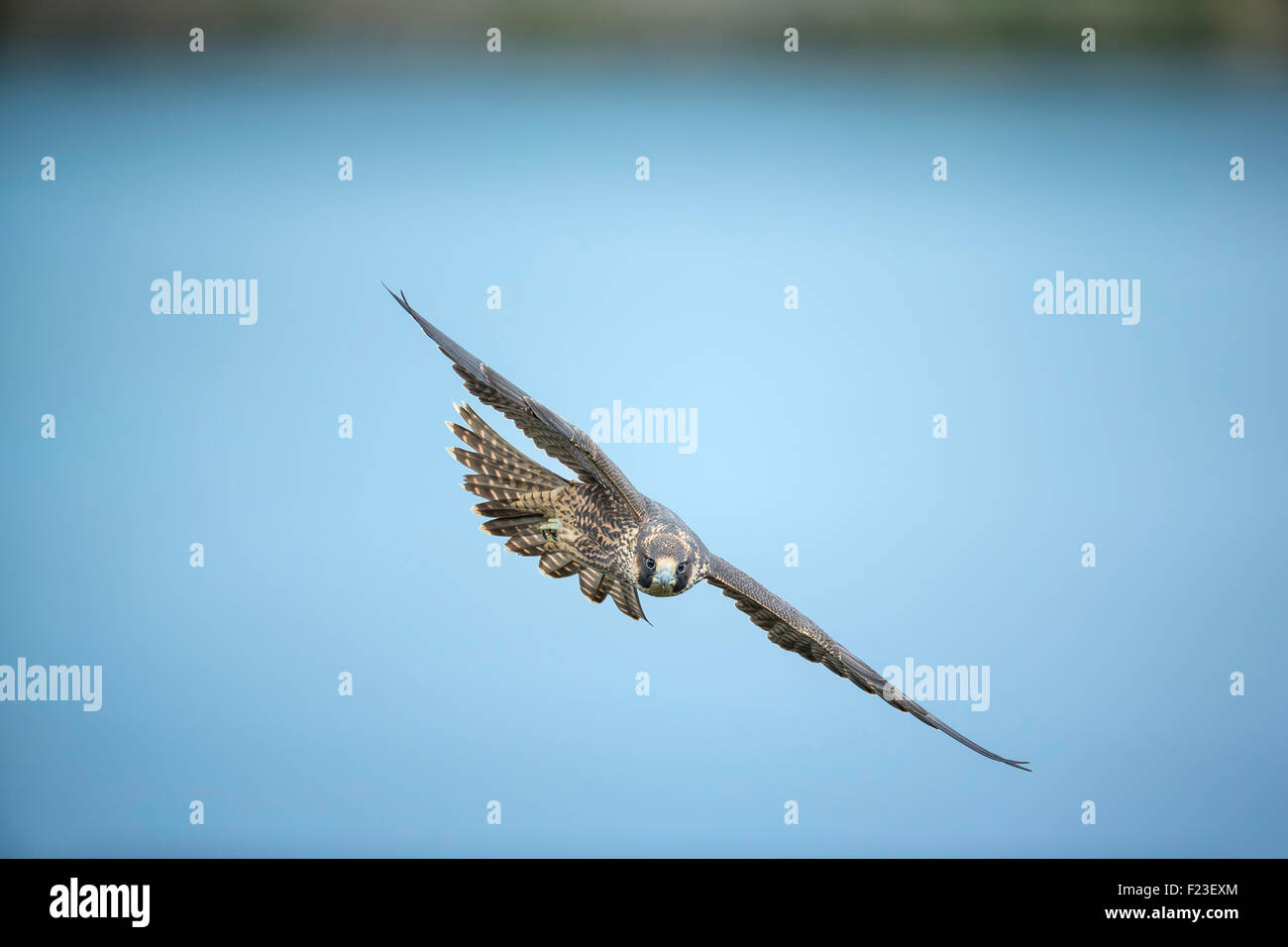 Juvenile Peregrine Falcon (Falco peregrinus) flying straight on ...