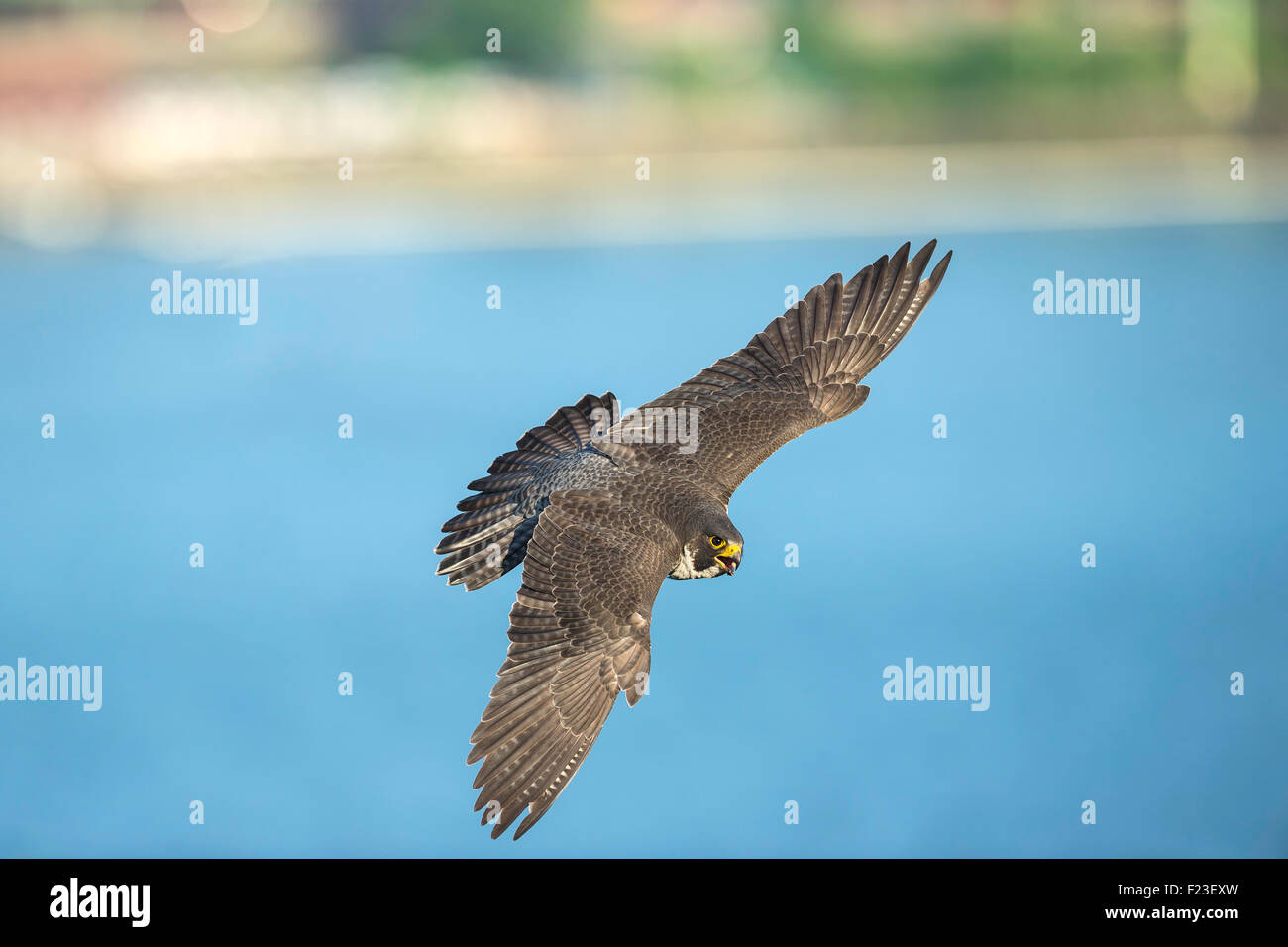 Peregrine falcon new york hi-res stock photography and images - Alamy