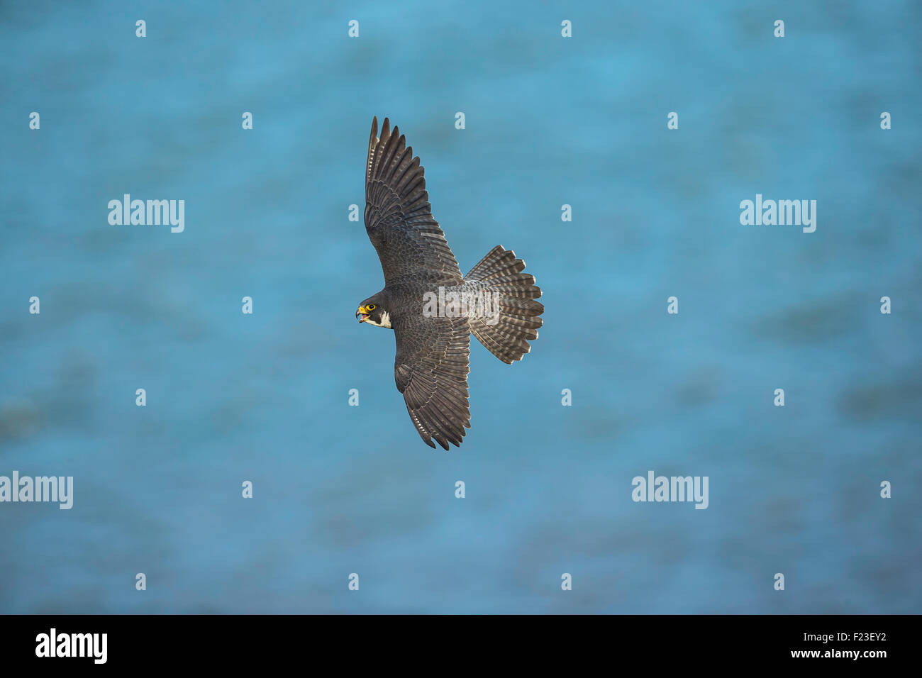 View from above on an adult Peregrine Falcon (Falco peregrinus) flying ...