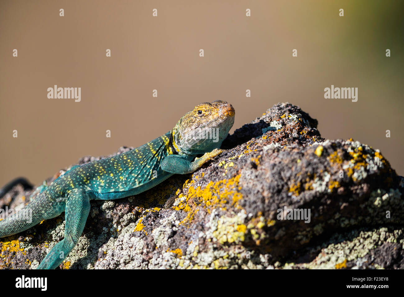 Close-up of a Common Collared Lizard sunbathing on a rock in Colorado, USA Stock Photo - Alamy