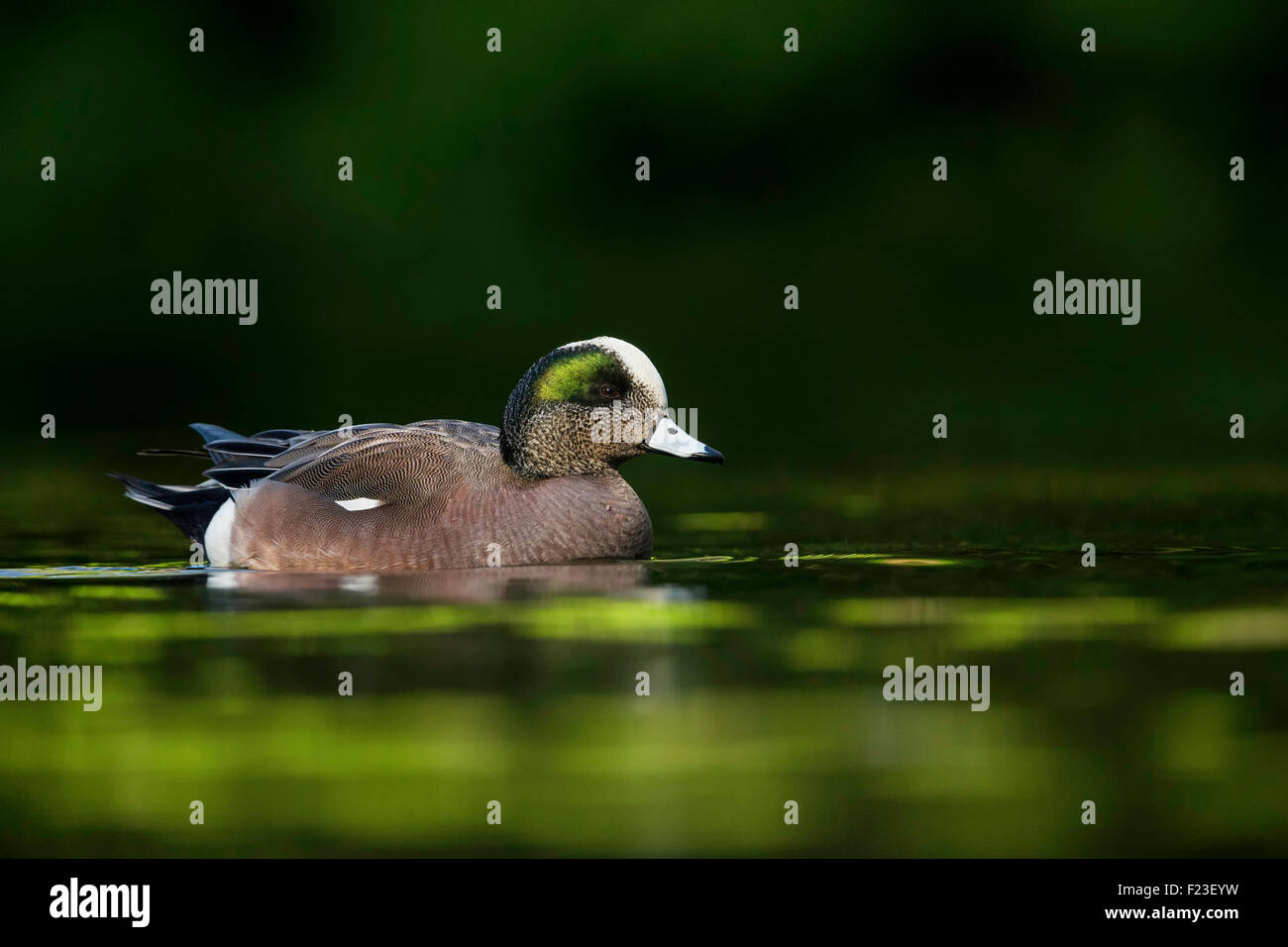 American widgeon ducks hi-res stock photography and images - Alamy