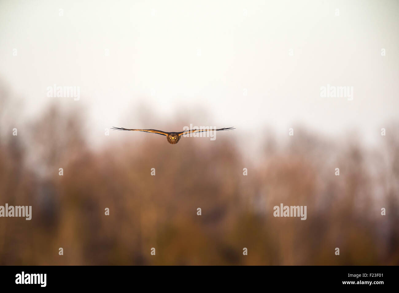Flying harrier bird hi-res stock photography and images - Alamy