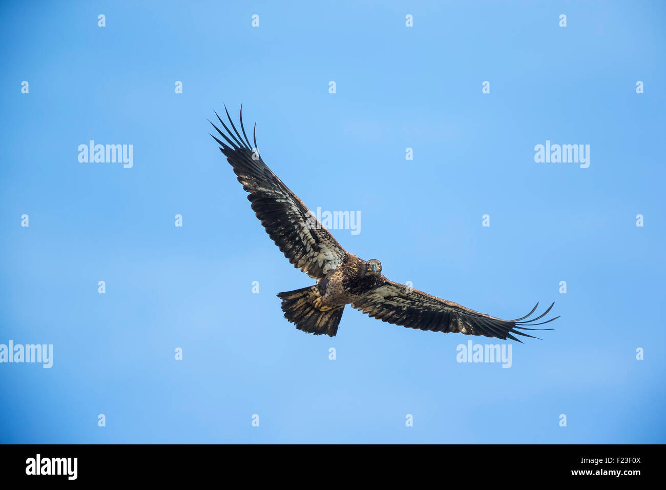 Sub-adult Bald Eagle flying by / flapping its wings - Maryland, USA ...