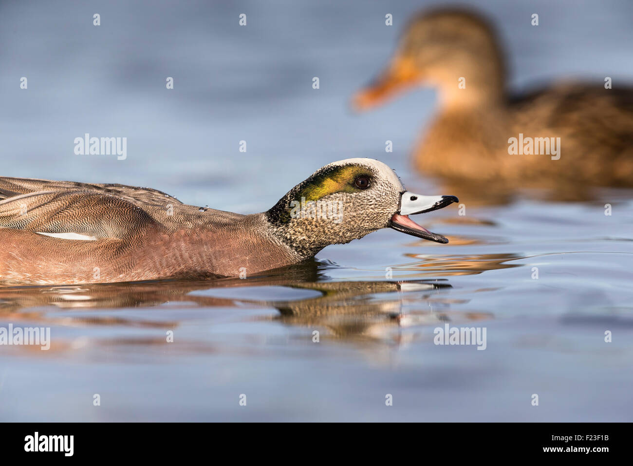 Adult male American Wigeon with vocalizing with an open beak and ...