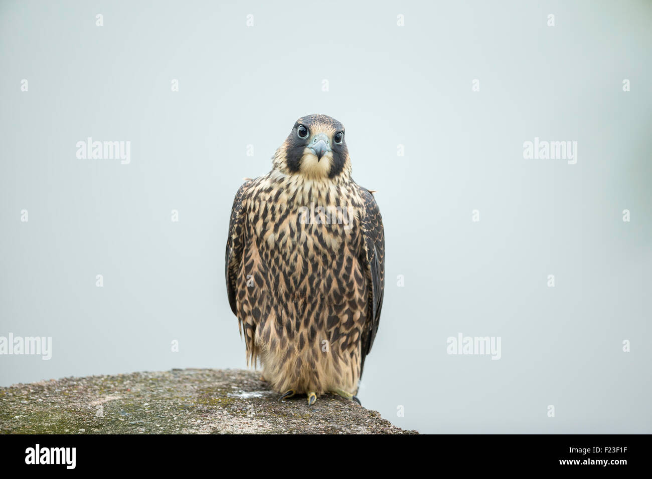 Peregrine falcon looking at camera hi-res stock photography and images ...
