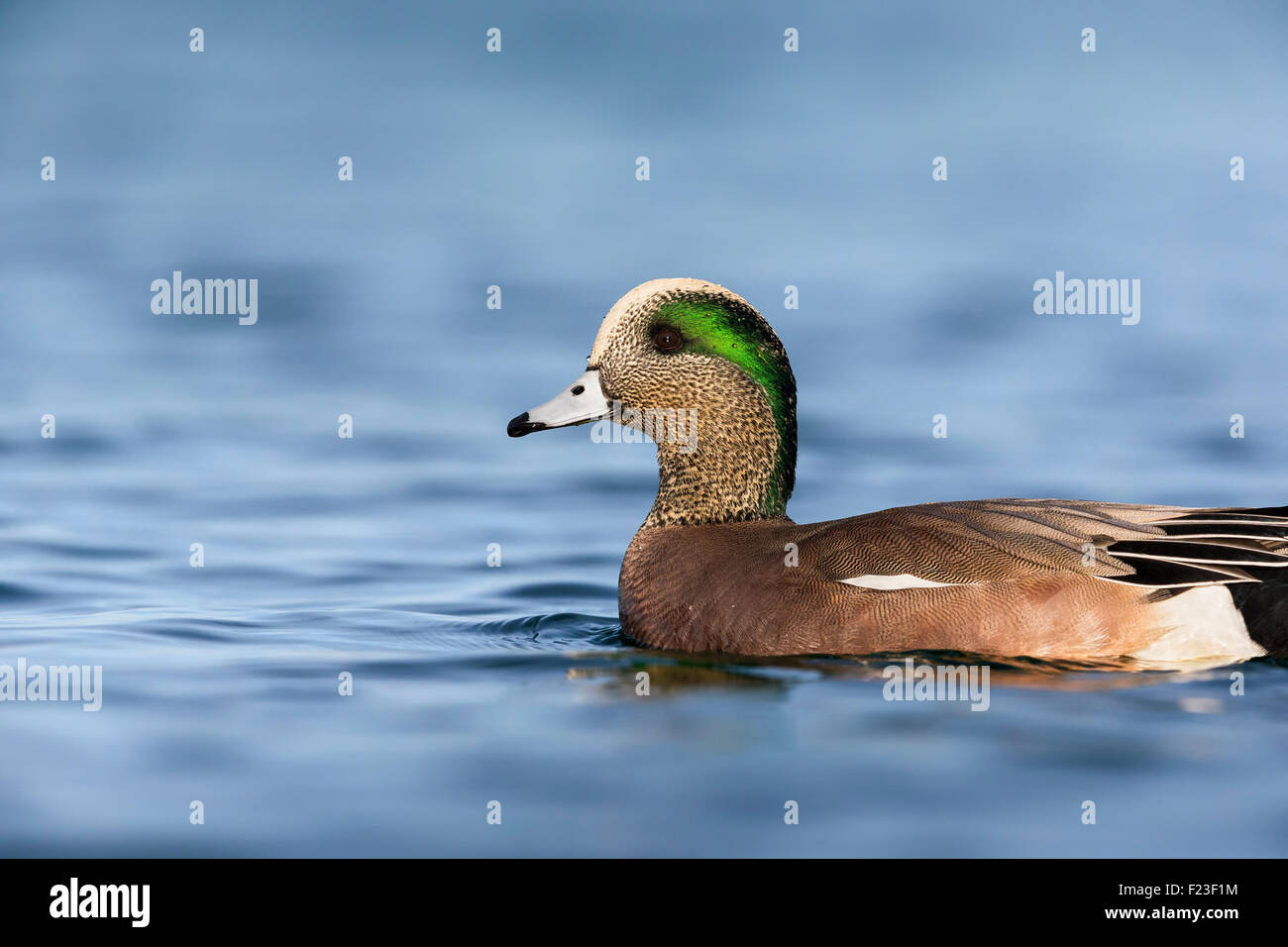 Adult male American Widgeon swimming by and showing off its iridescent ...