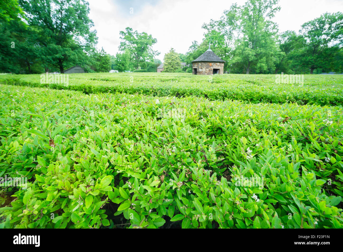 Labyrinth hedge maze, a 1939 recreation of the original planted by the ...