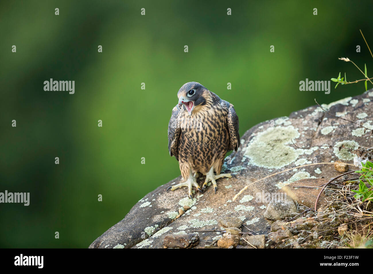 Peregrine Falcon New York Stock Photos & Peregrine Falcon New York ...