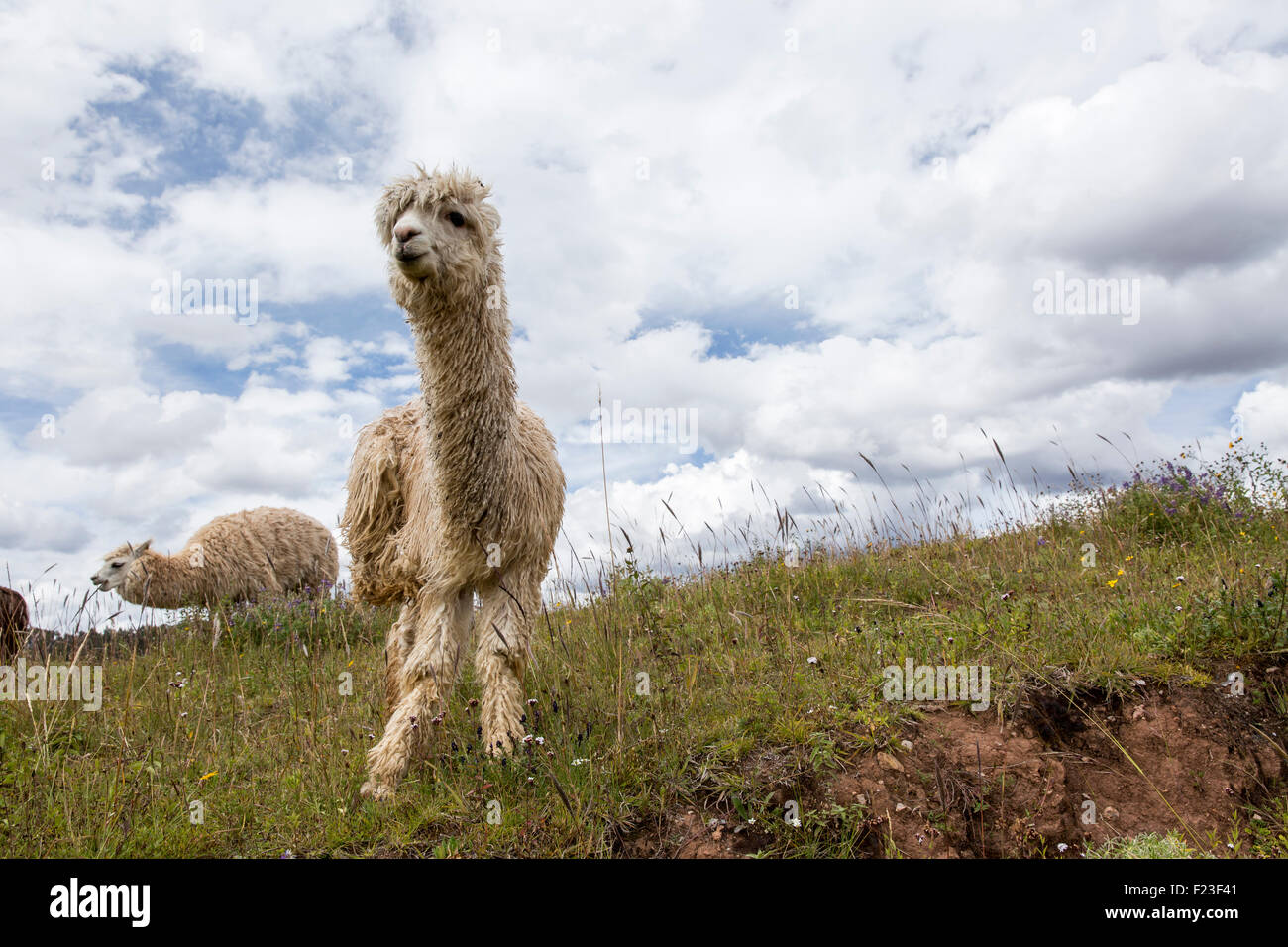Peru, Cusco, Alpaca (Vicugna pacos) resting in field overlooking ...