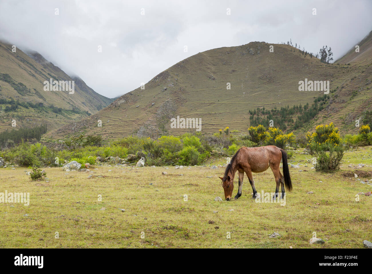 Peru, Piscacucho, Horse used to carry hikers’ supplies grazing along ...