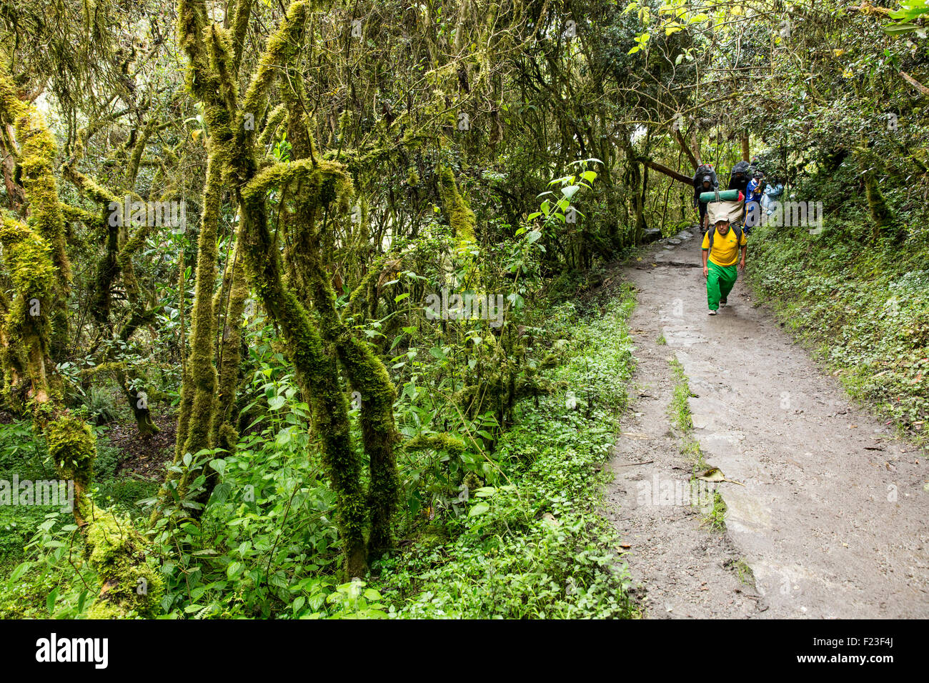 Peru, Piscacucho, Porter carrying load of backpacker’s gear through ...