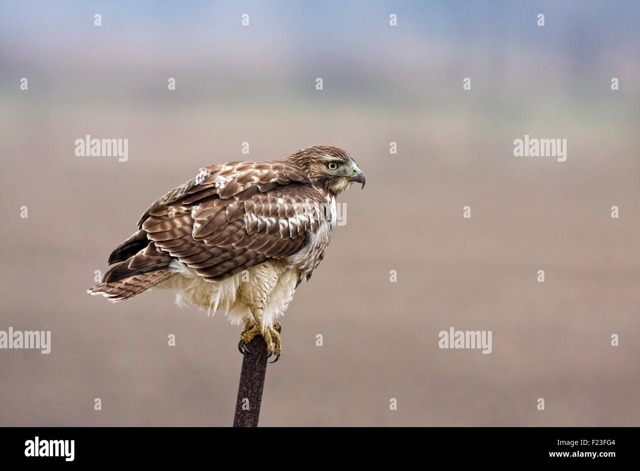 Red-tailed Hawk in an alert state Stock Photo - Alamy