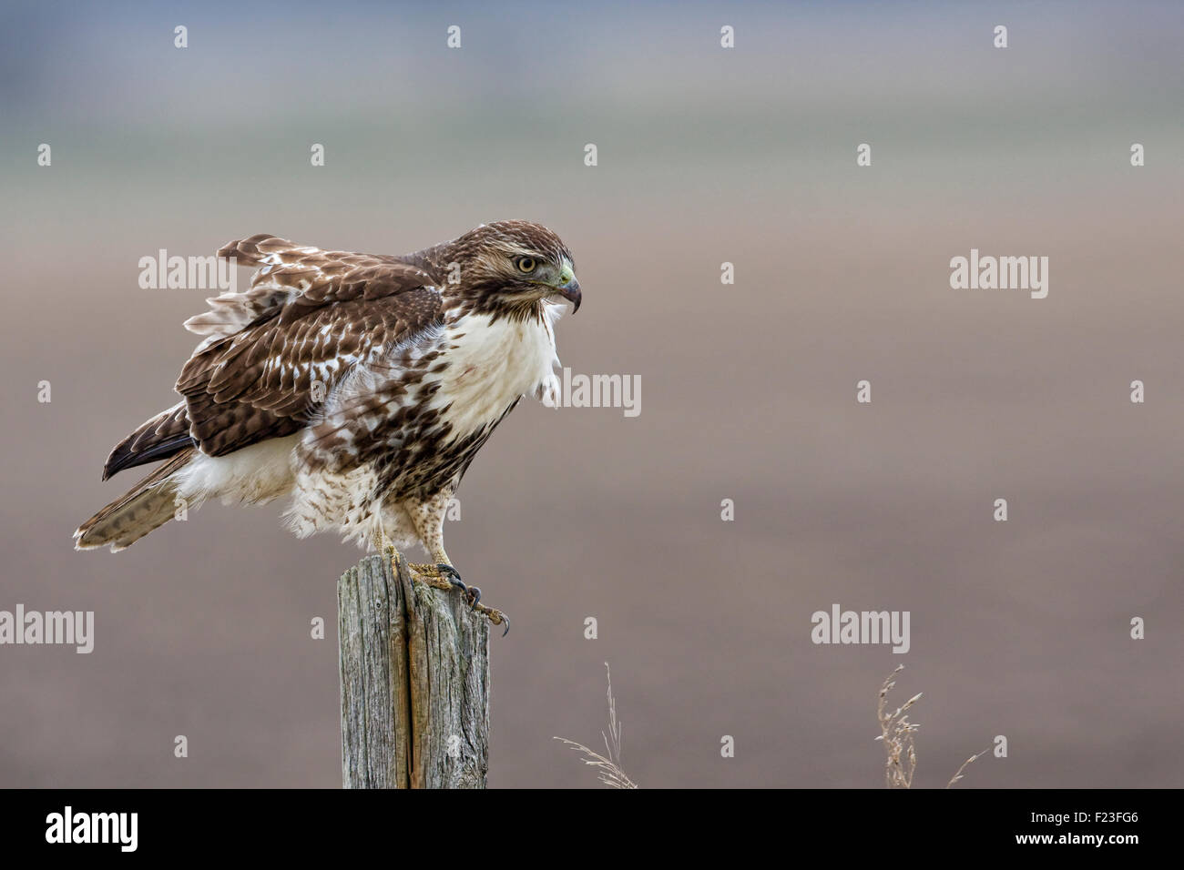 Red-tailed Hawk in an alert pose Stock Photo - Alamy