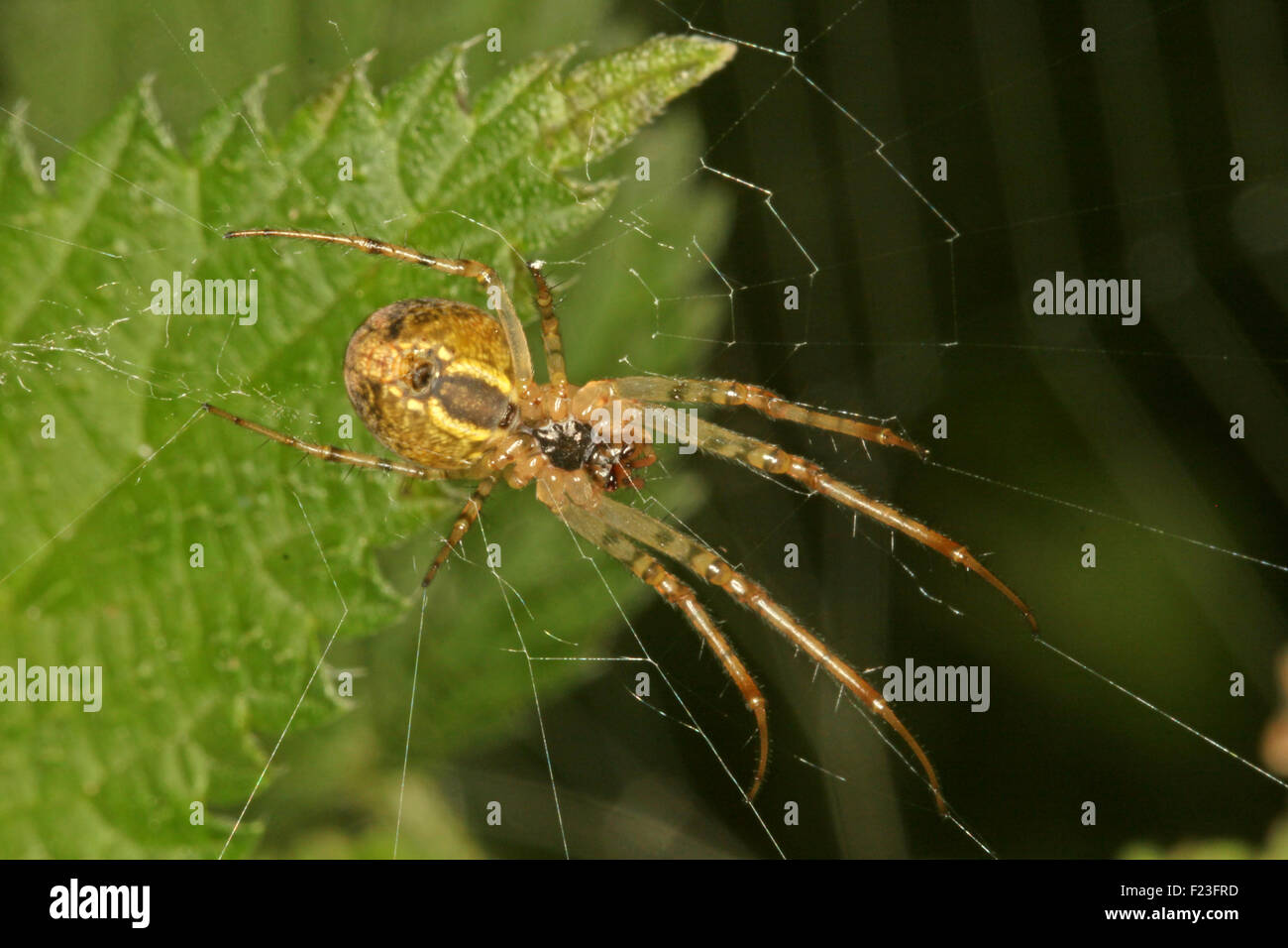 Close-up, macro photo of a spider sitting in its web. It has each foot ...