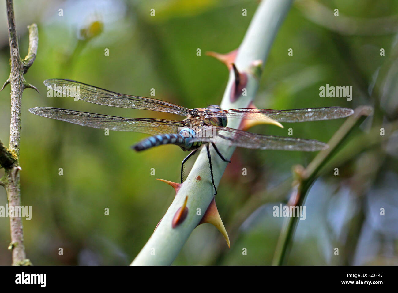 Dragonfly up close hi-res stock photography and images - Alamy