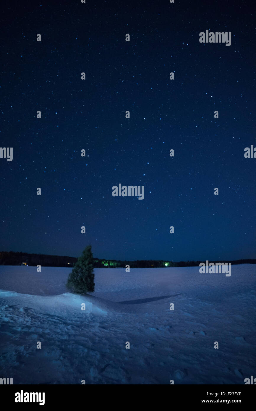 Pine tree stars hi-res stock photography and images - Alamy