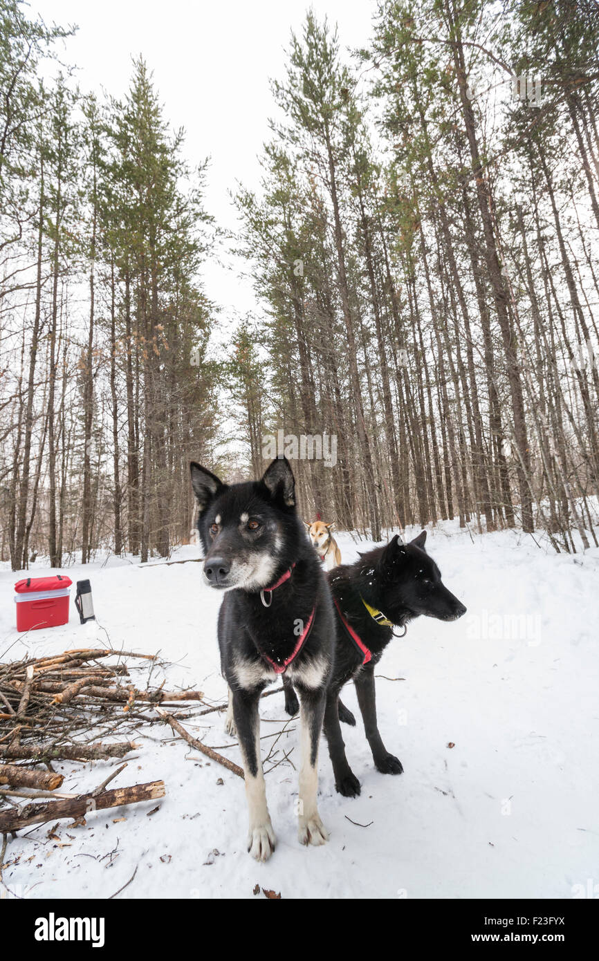 Two huskies hi-res stock photography and images - Alamy