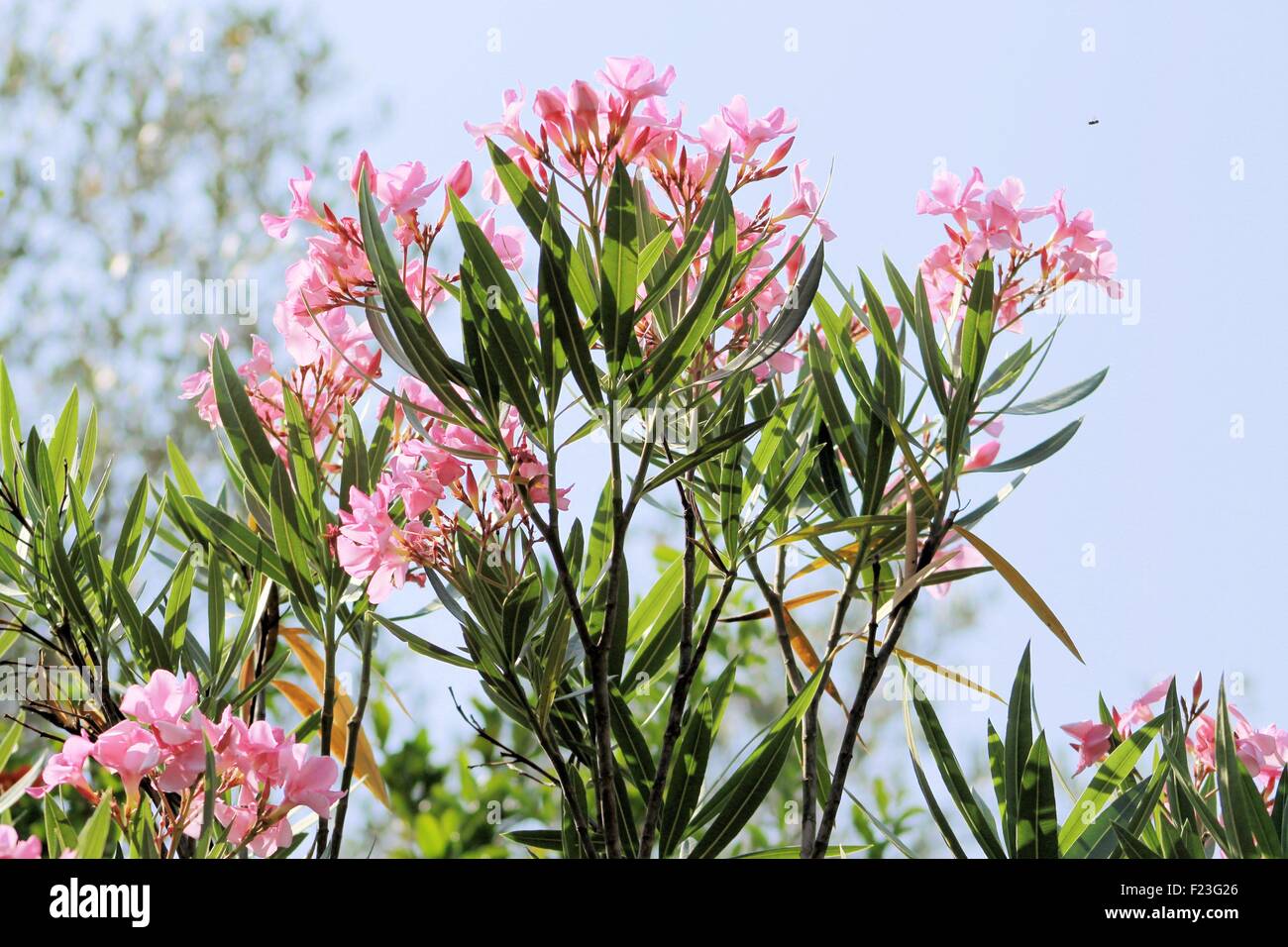 oleander plant with pink flowers Stock Photo - Alamy