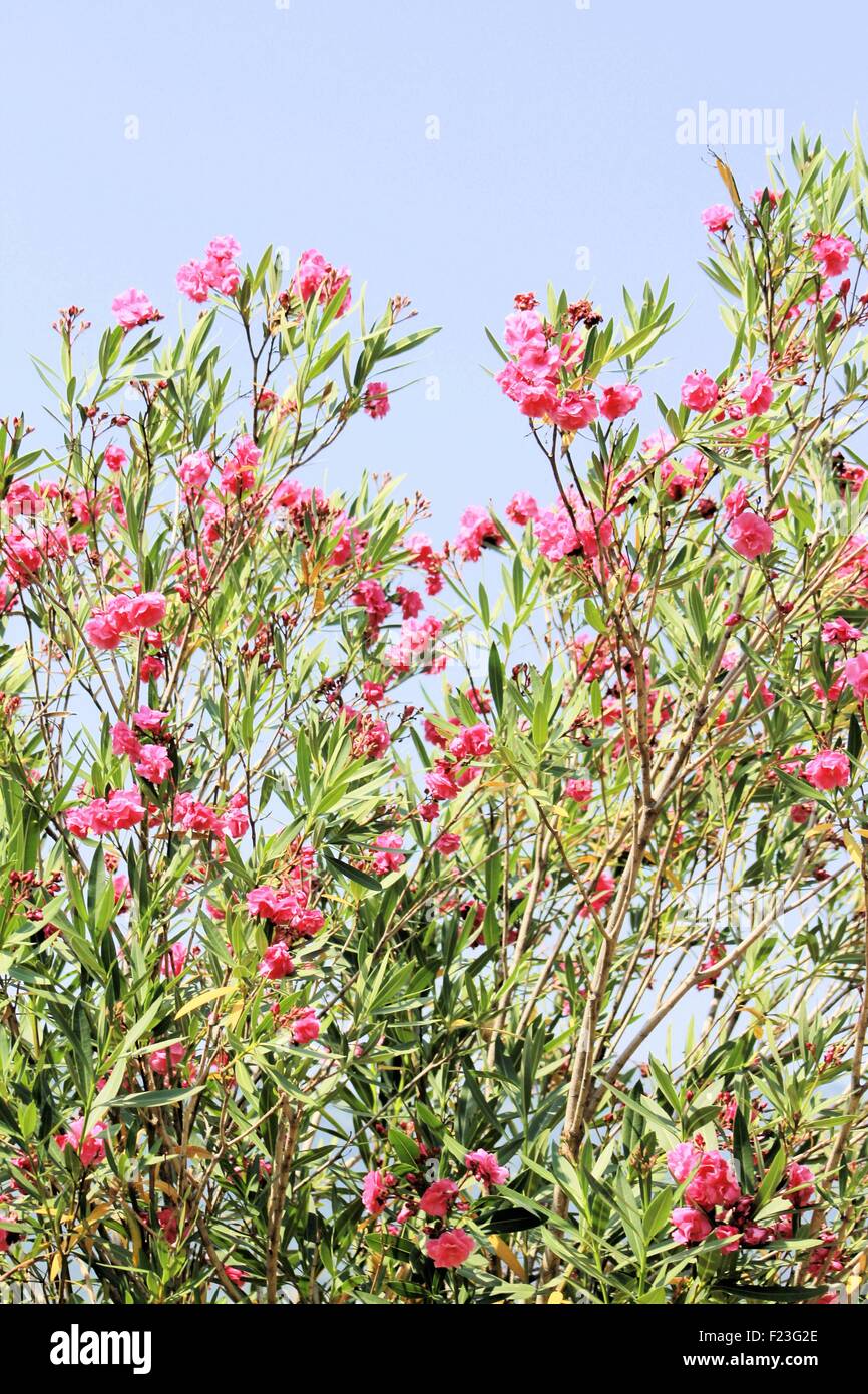 oleander plant with pink flowers Stock Photo - Alamy