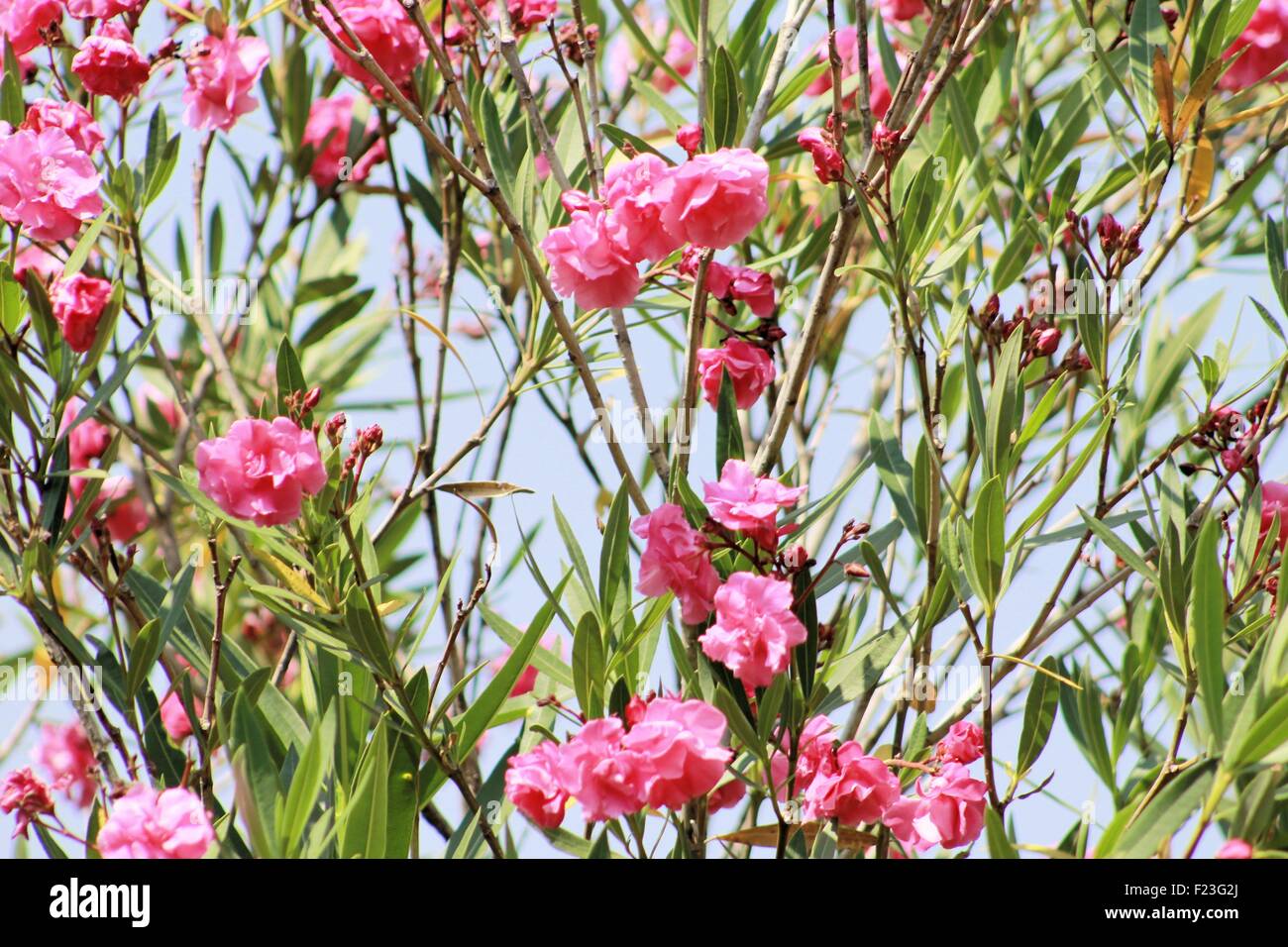 oleander plant with pink flowers Stock Photo - Alamy