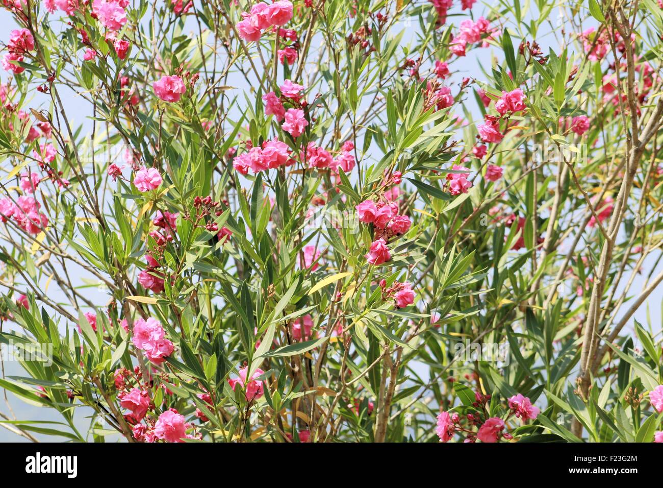 oleander plant with pink flowers Stock Photo - Alamy