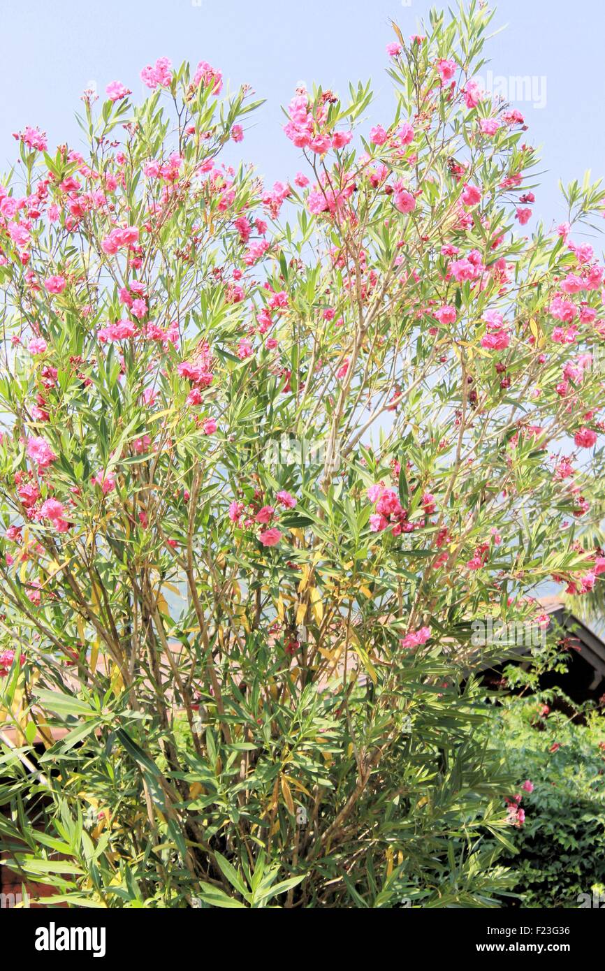 oleander plant with pink flowers Stock Photo - Alamy