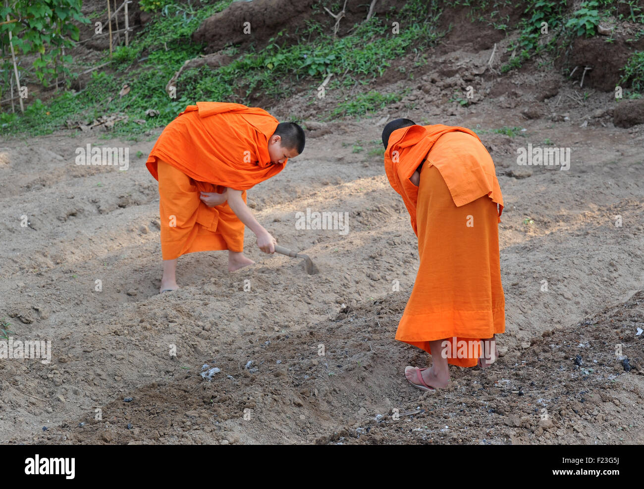Saffron robed monks working in a field besides the monastery, Luang ...
