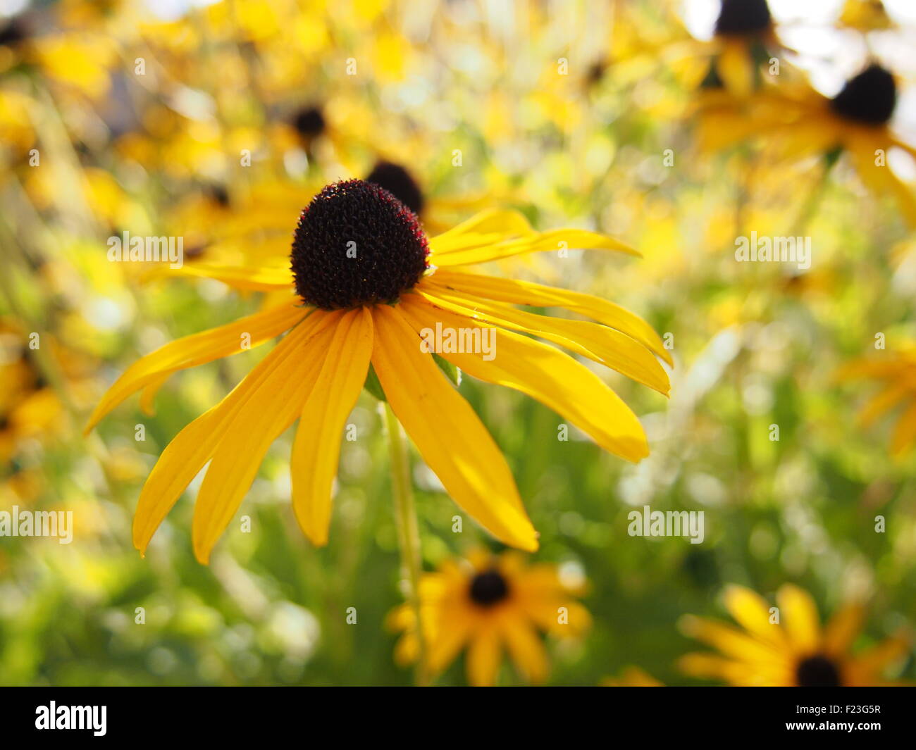 A close up of a bright yellow flower bush Stock Photo - Alamy