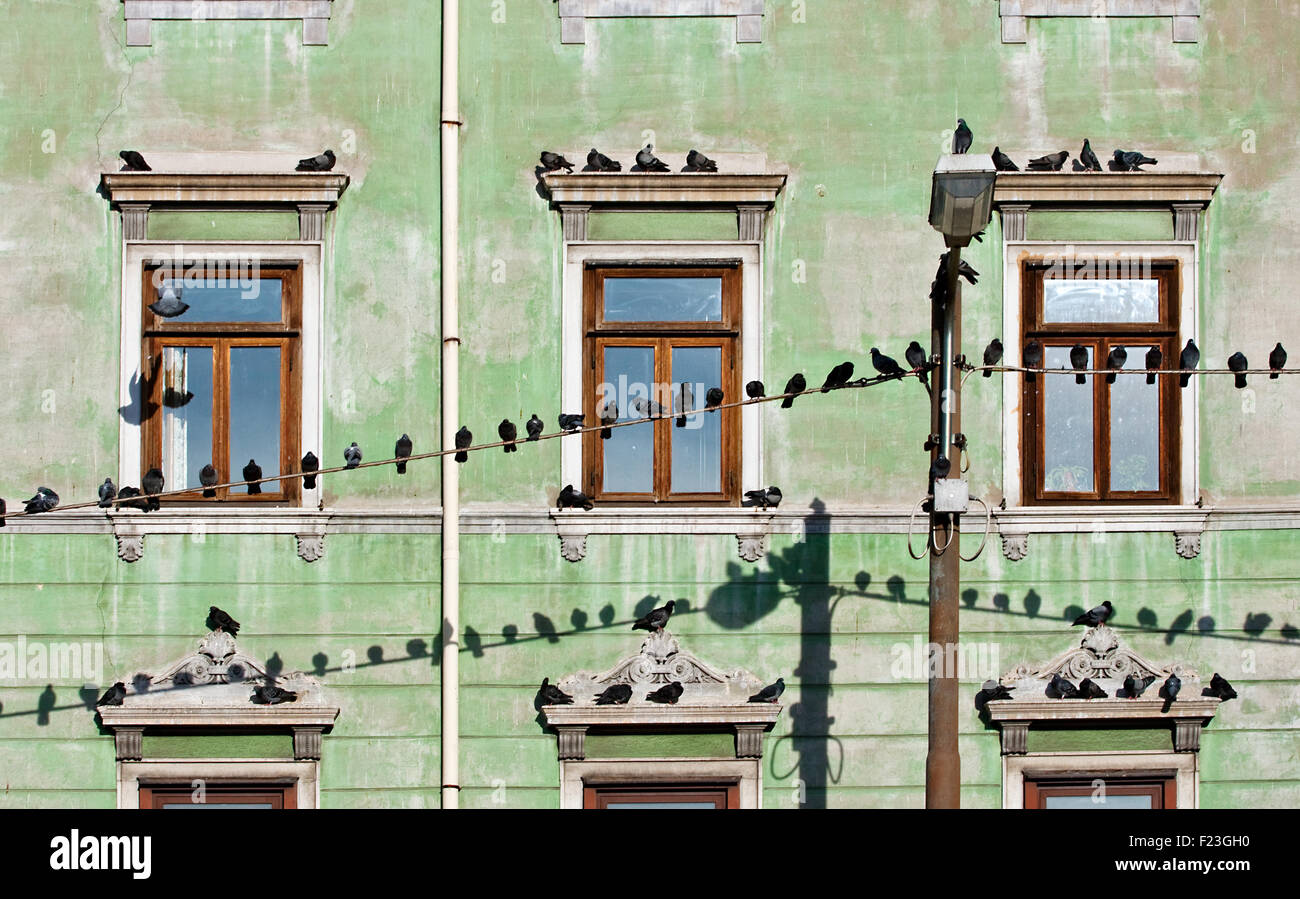 Pigeons on wires, house windows on background Stock Photo - Alamy