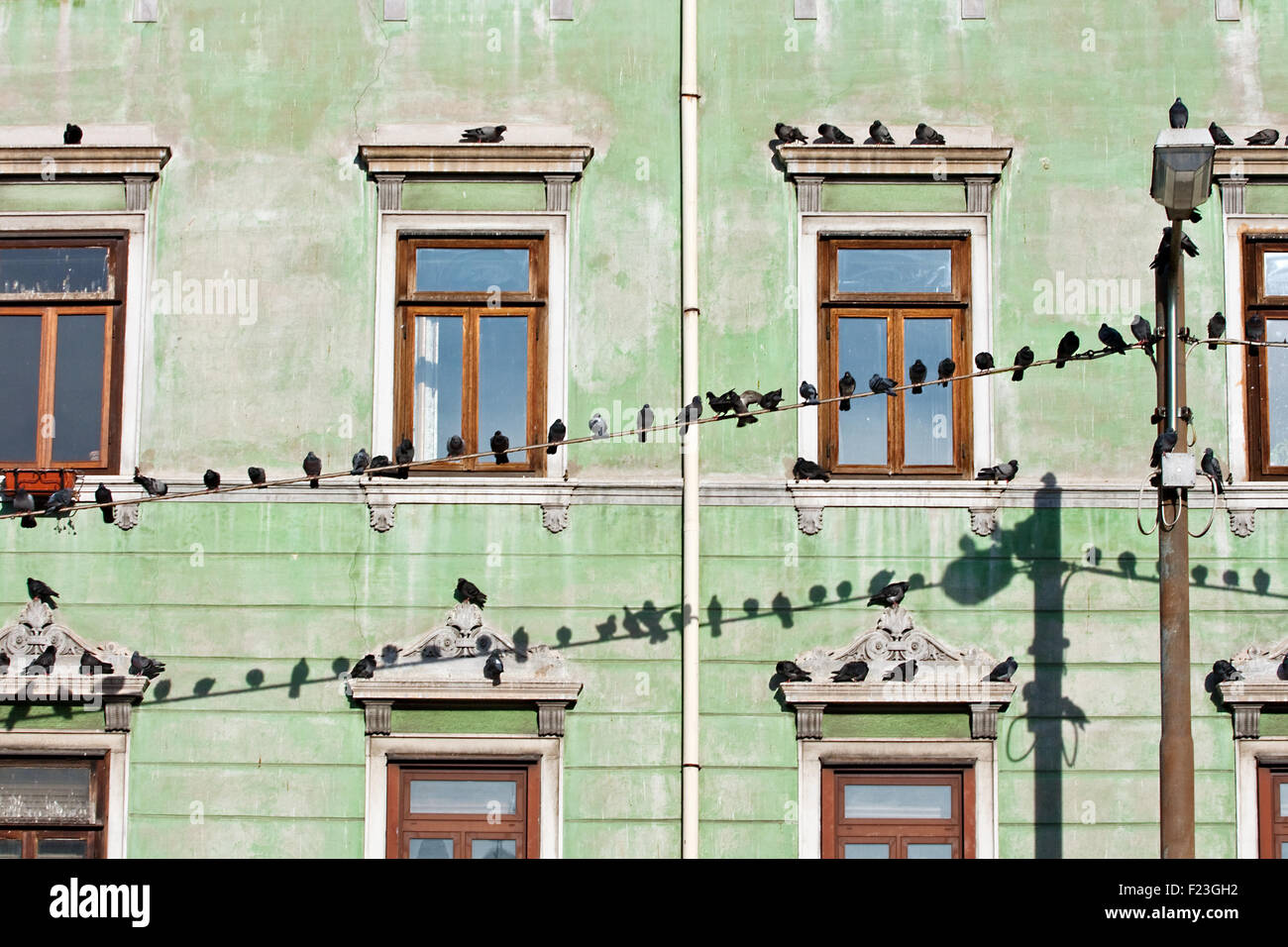 Pigeons on wires, house windows on background Stock Photo - Alamy