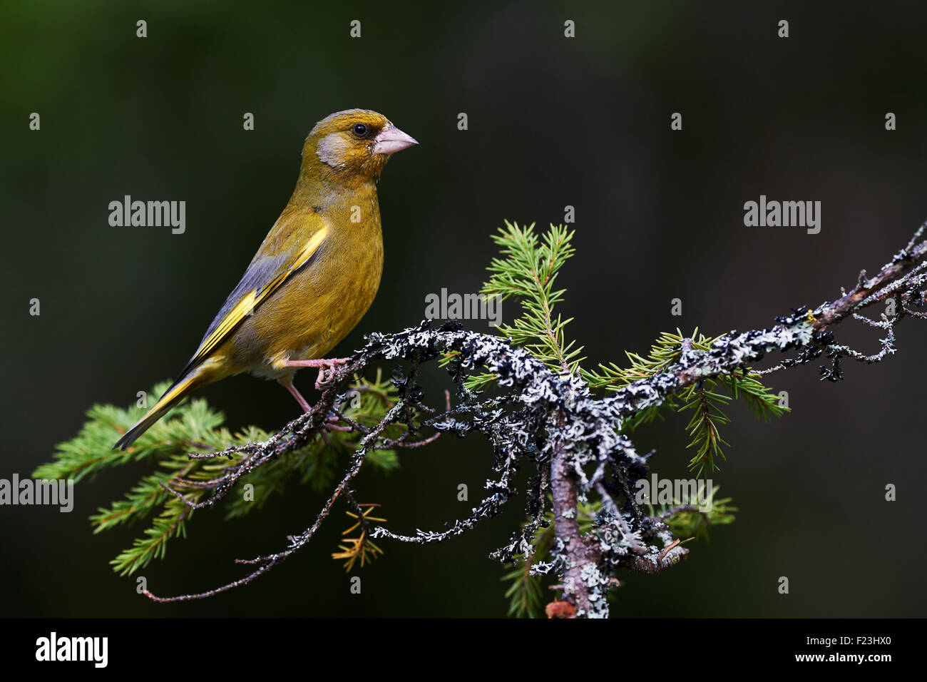 Male green finch hi-res stock photography and images - Alamy