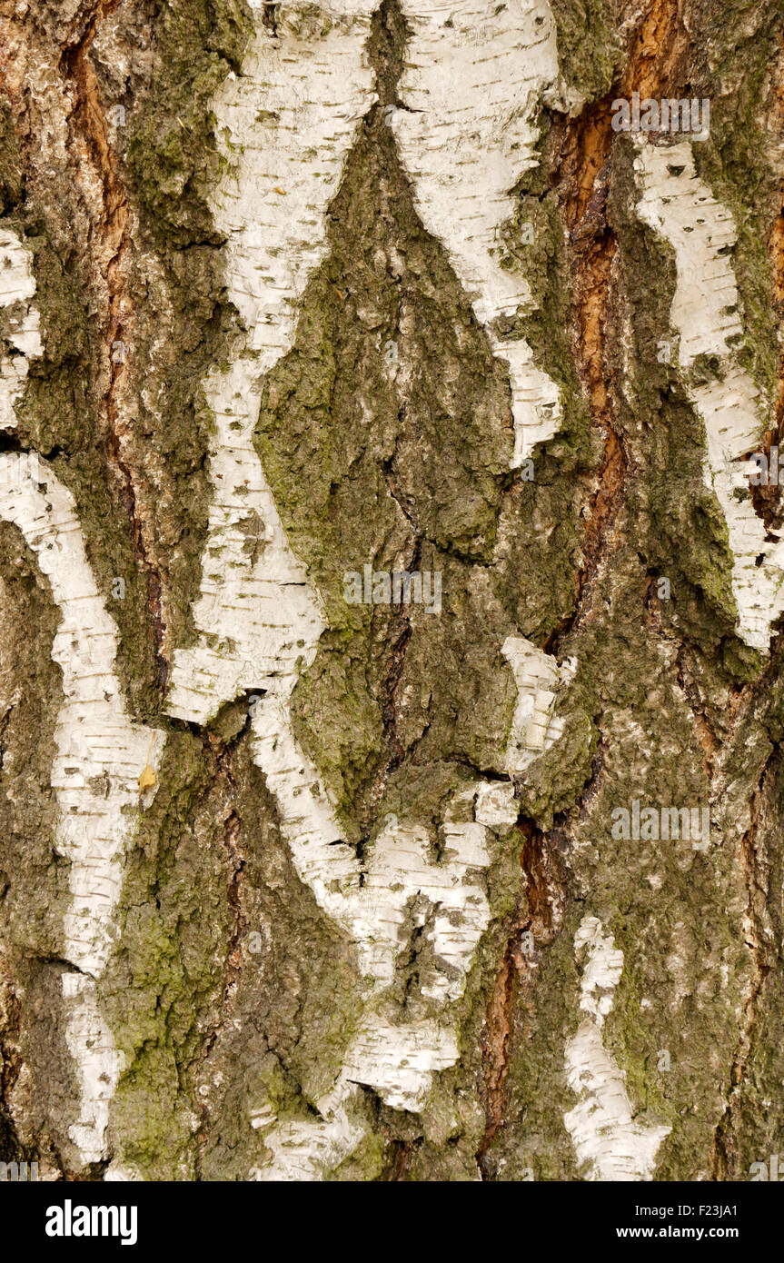 Mottled tree bark hi-res stock photography and images - Alamy